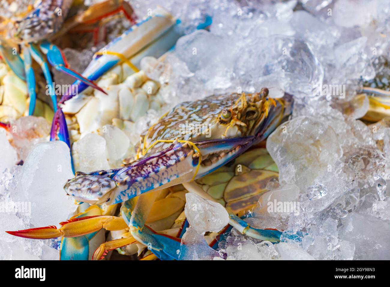Crabs lobsters and other disgusting seafood Thai food cuisine at ...