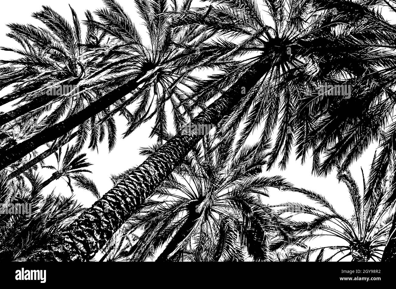 Black and white palm tree shape silhouette Stock Photo - Alamy