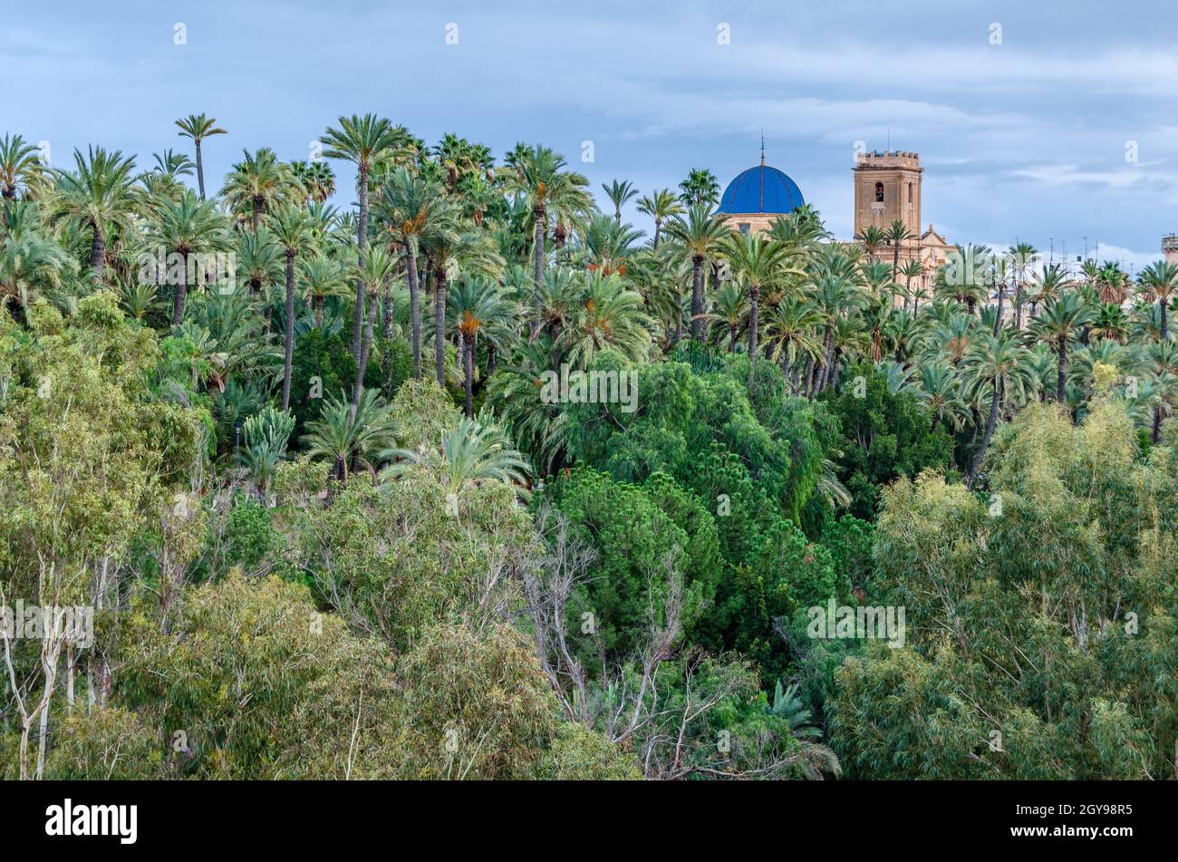 View of the city of Elche, Alicante province, Spain, showing the palm ...