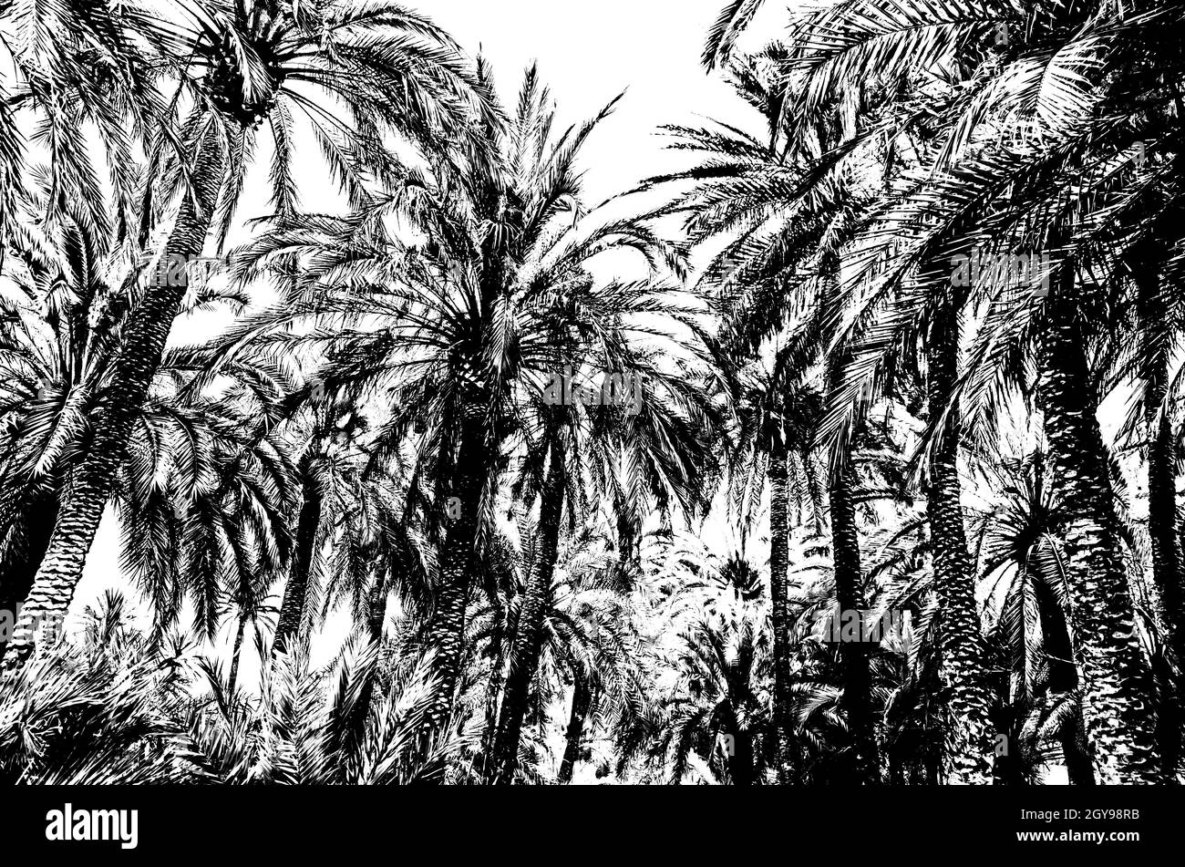 Black and white palm tree shape silhouette Stock Photo - Alamy