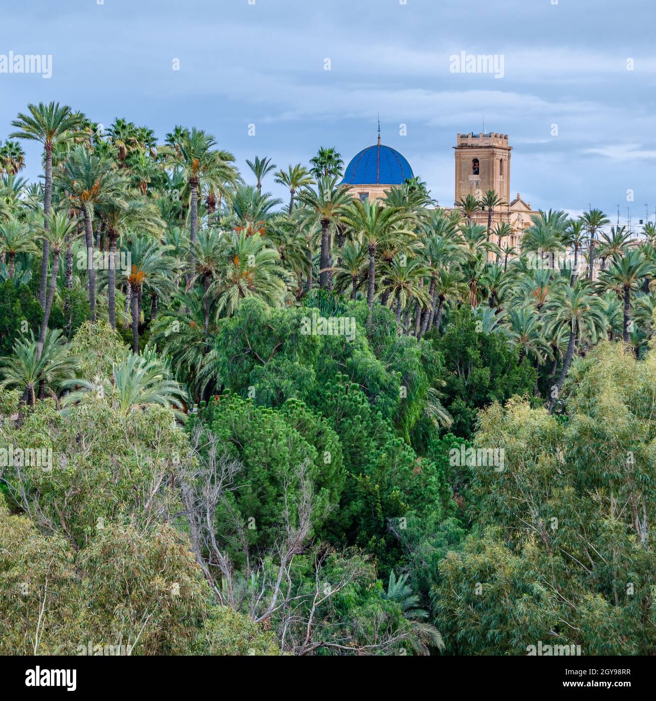 View of the city of Elche, Alicante province, Spain, showing the palm ...
