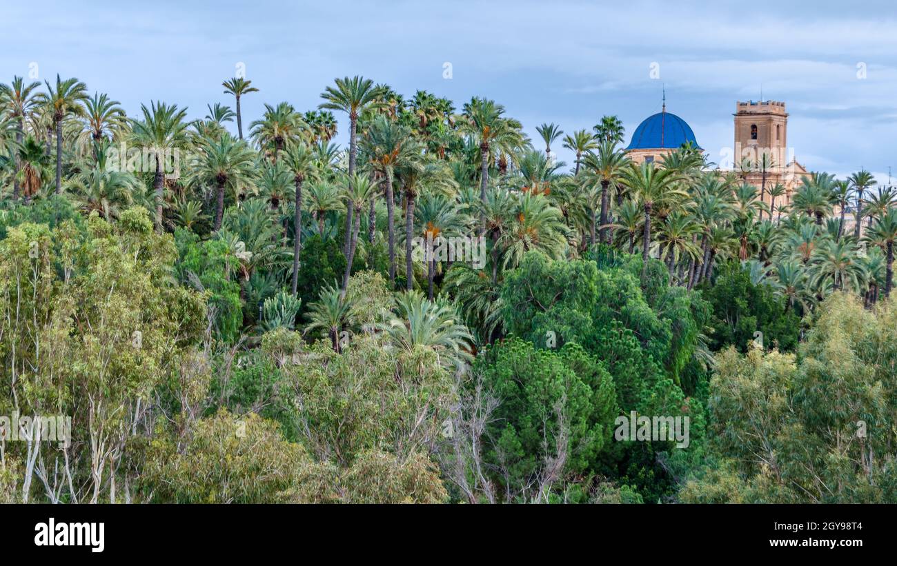 View of the city of Elche, Alicante province, Spain, showing the palm ...