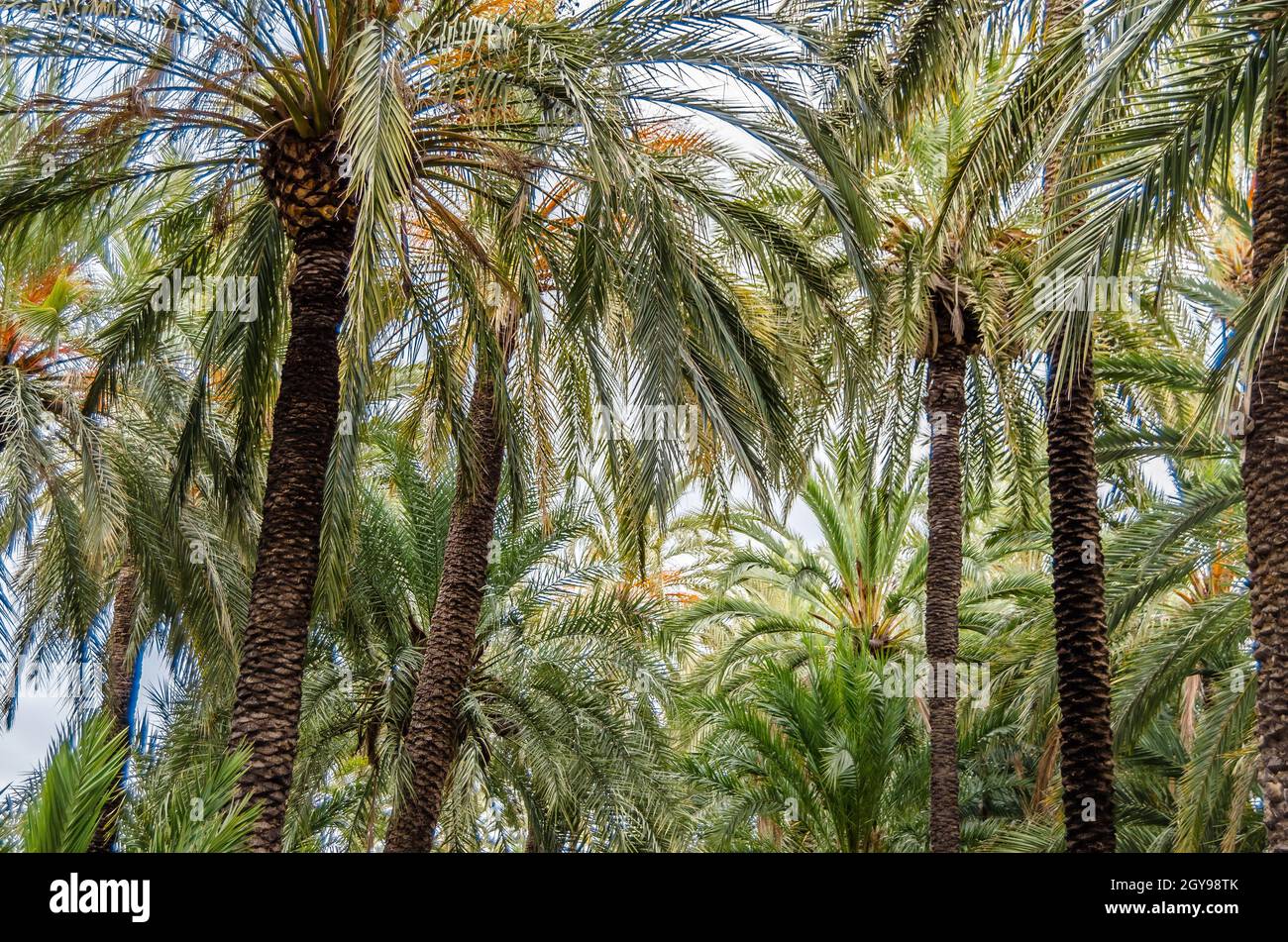 Date palm trees in the palm grove of Elche, Alicante province, Spain ...