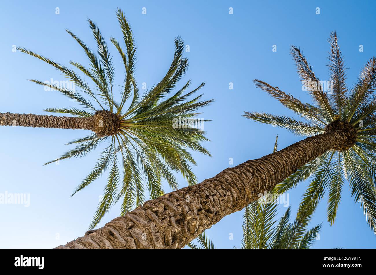 Date palm trees in the palm grove of Elche, Alicante province, Spain ...