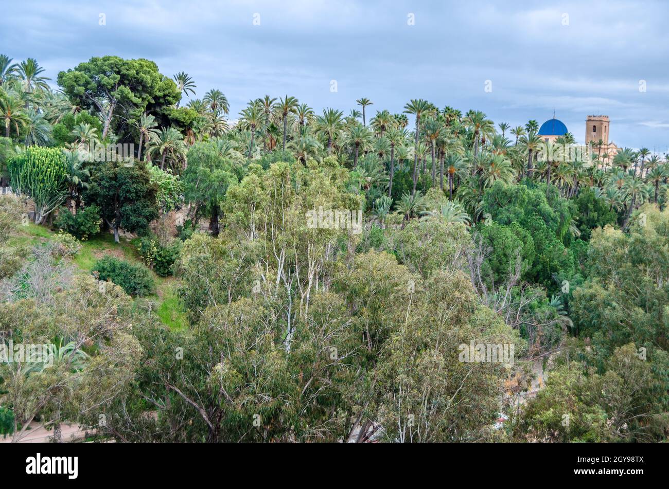 View of the city of Elche, Alicante province, Spain, showing the palm ...