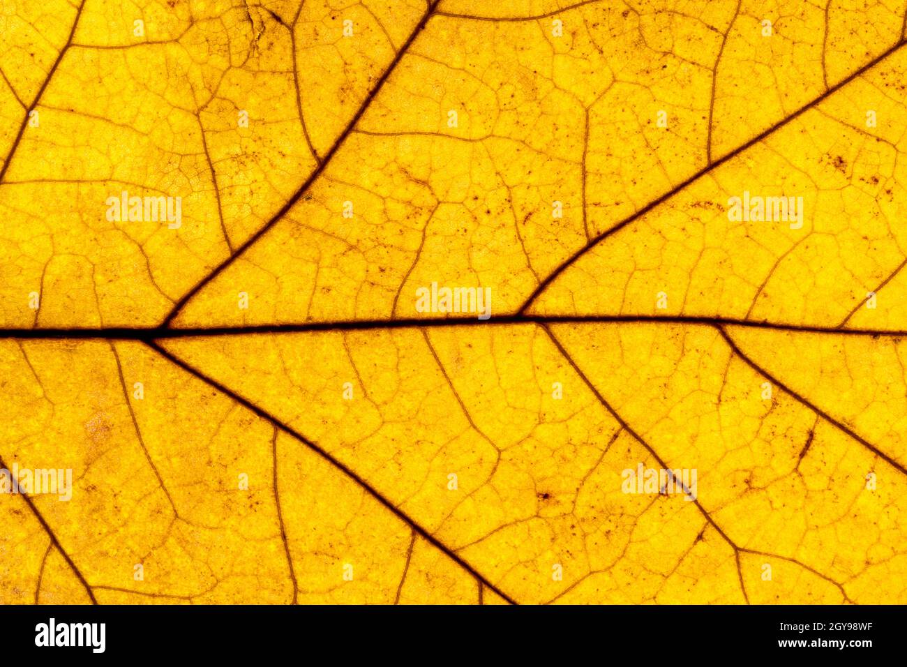 Yellow leaf texture, close-up. Abstract nature background Stock Photo ...