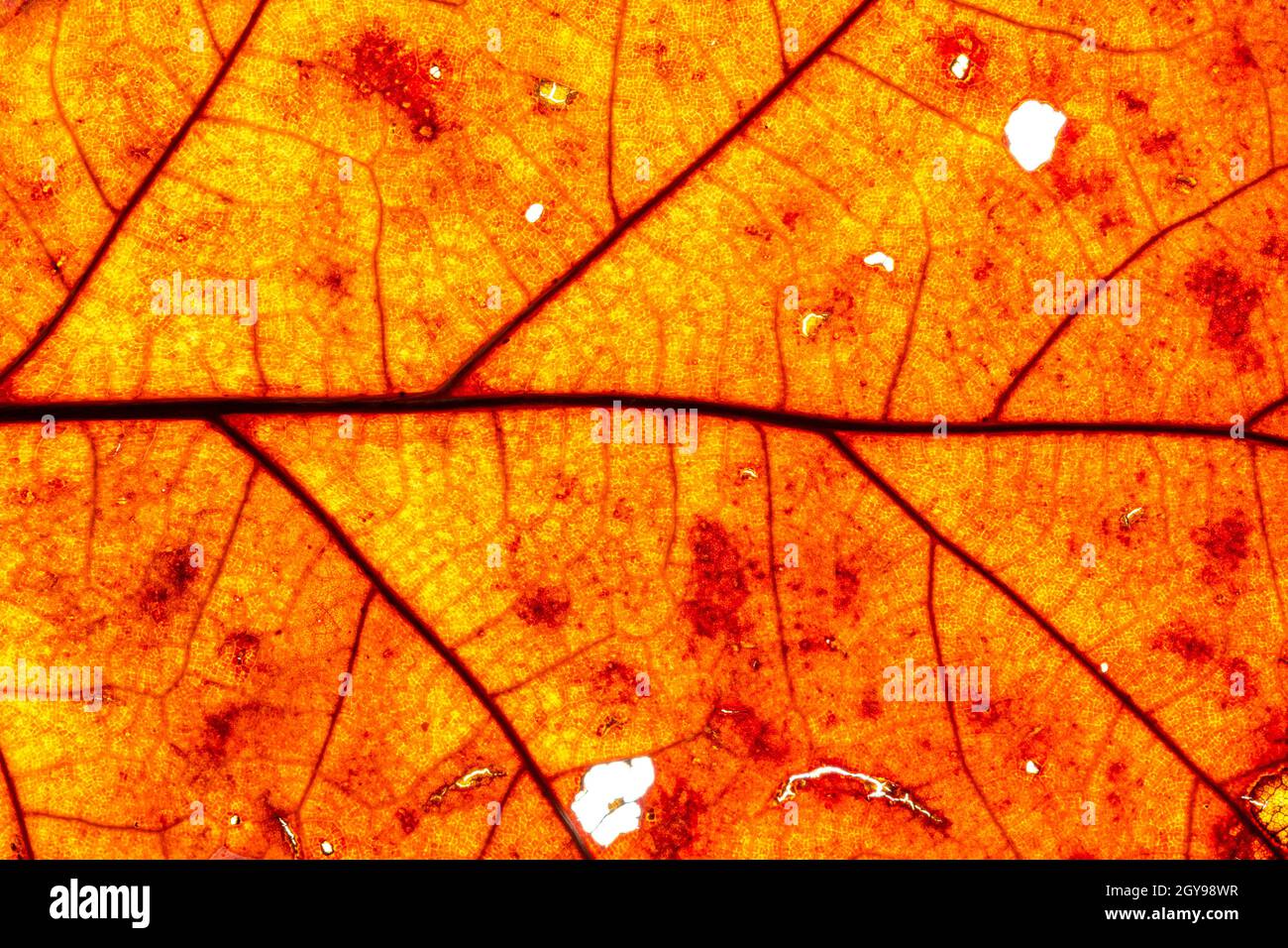 Red leaf texture, close-up. Abstract nature background Stock Photo - Alamy