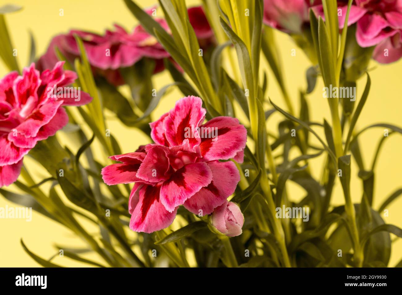 Close-up view of purple mini carnation dianthus in flower pot Stock ...