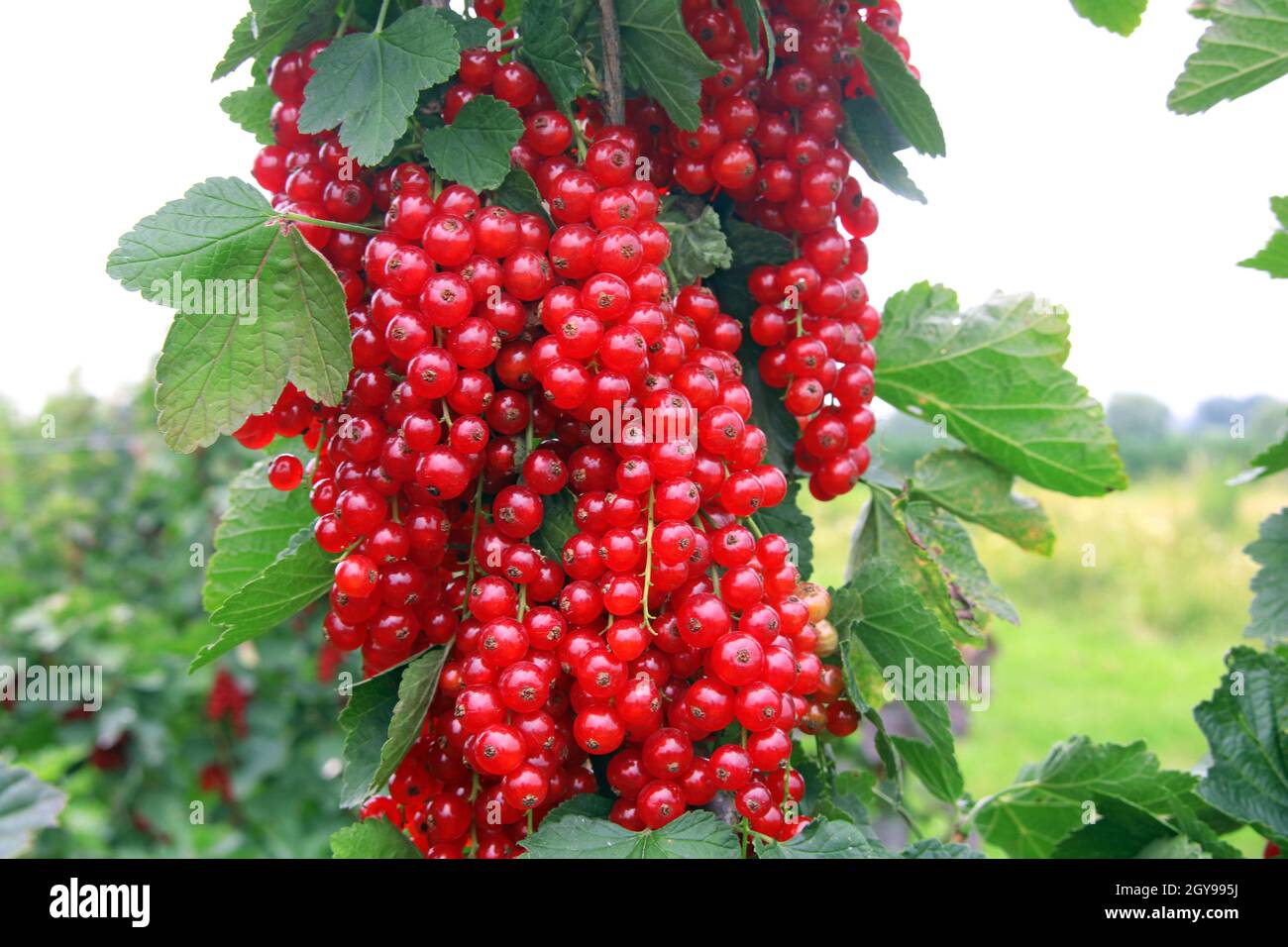 Beerenfrucht hi-res stock photography and images - Alamy