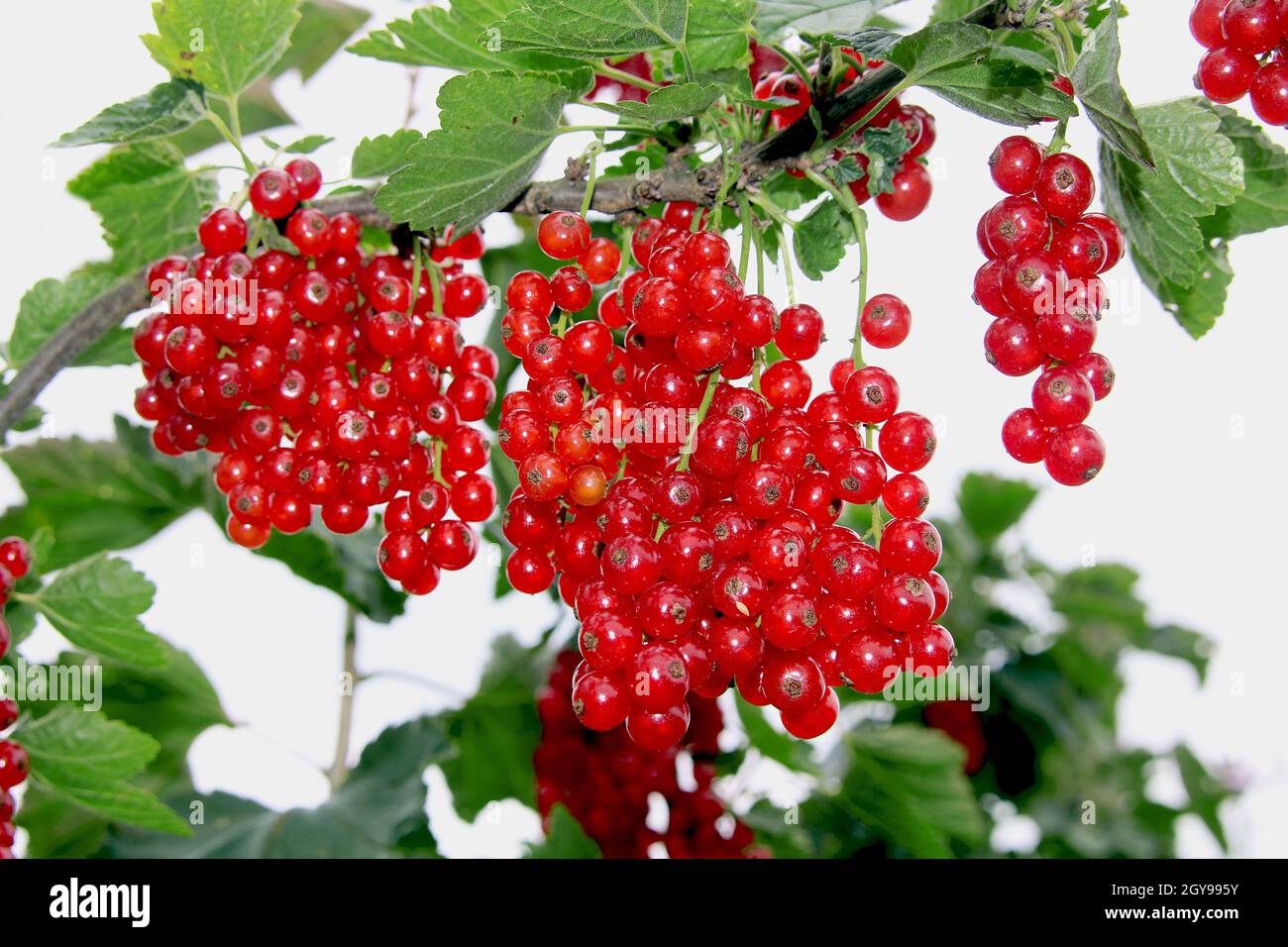 Beerenfrucht hi-res stock photography and images - Alamy