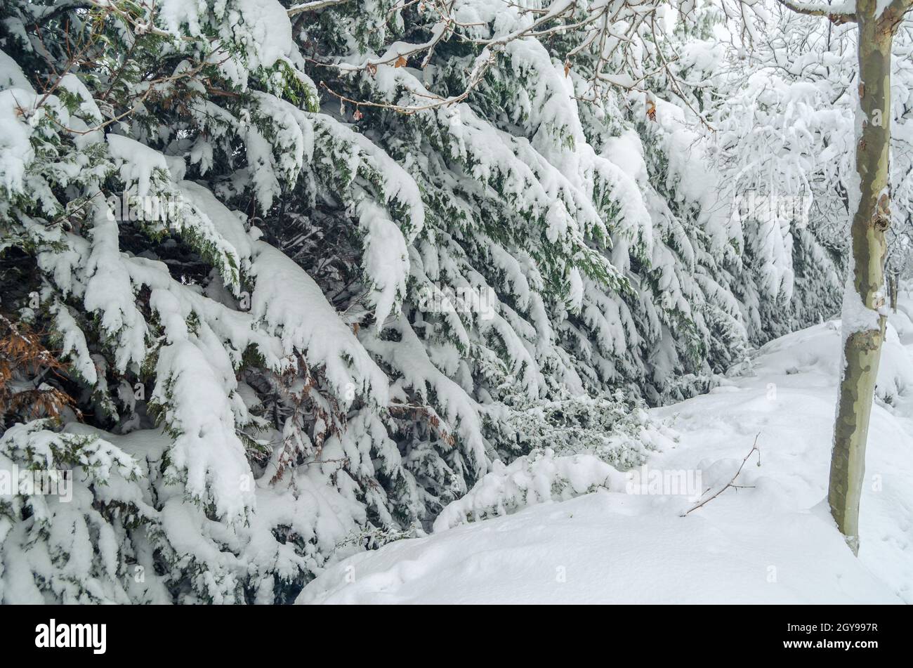 Streets of Madrid blanketed with the heaviest snowfall in 50 years ...