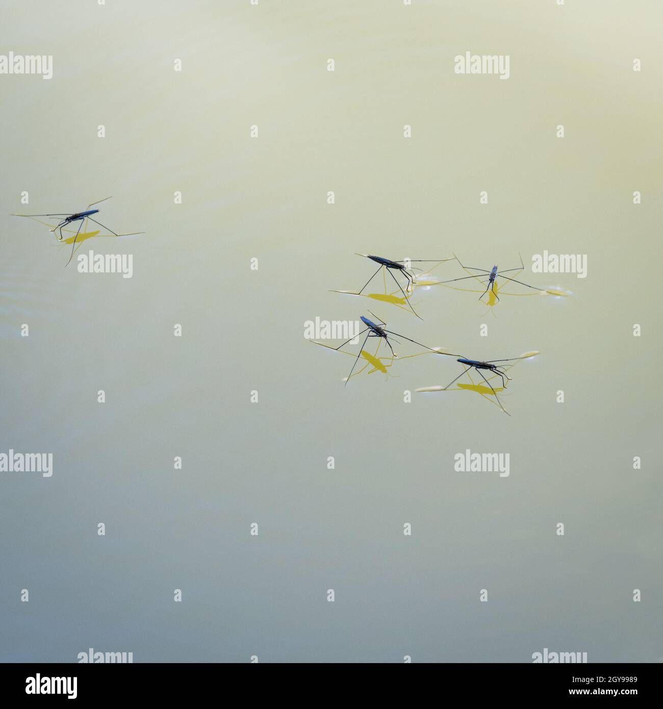 Gerris lacustris, commonly known as the common pond skater or common ...