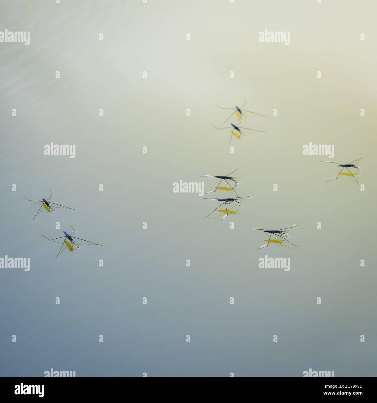 Group of water striders on a lake Stock Photo - Alamy