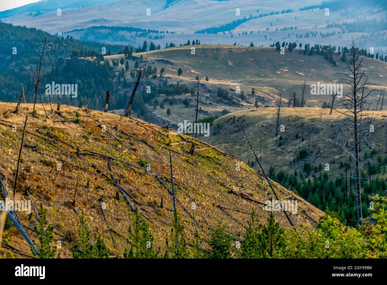 Forest fire damage and regeneration of ecosystem Stock Photo - Alamy
