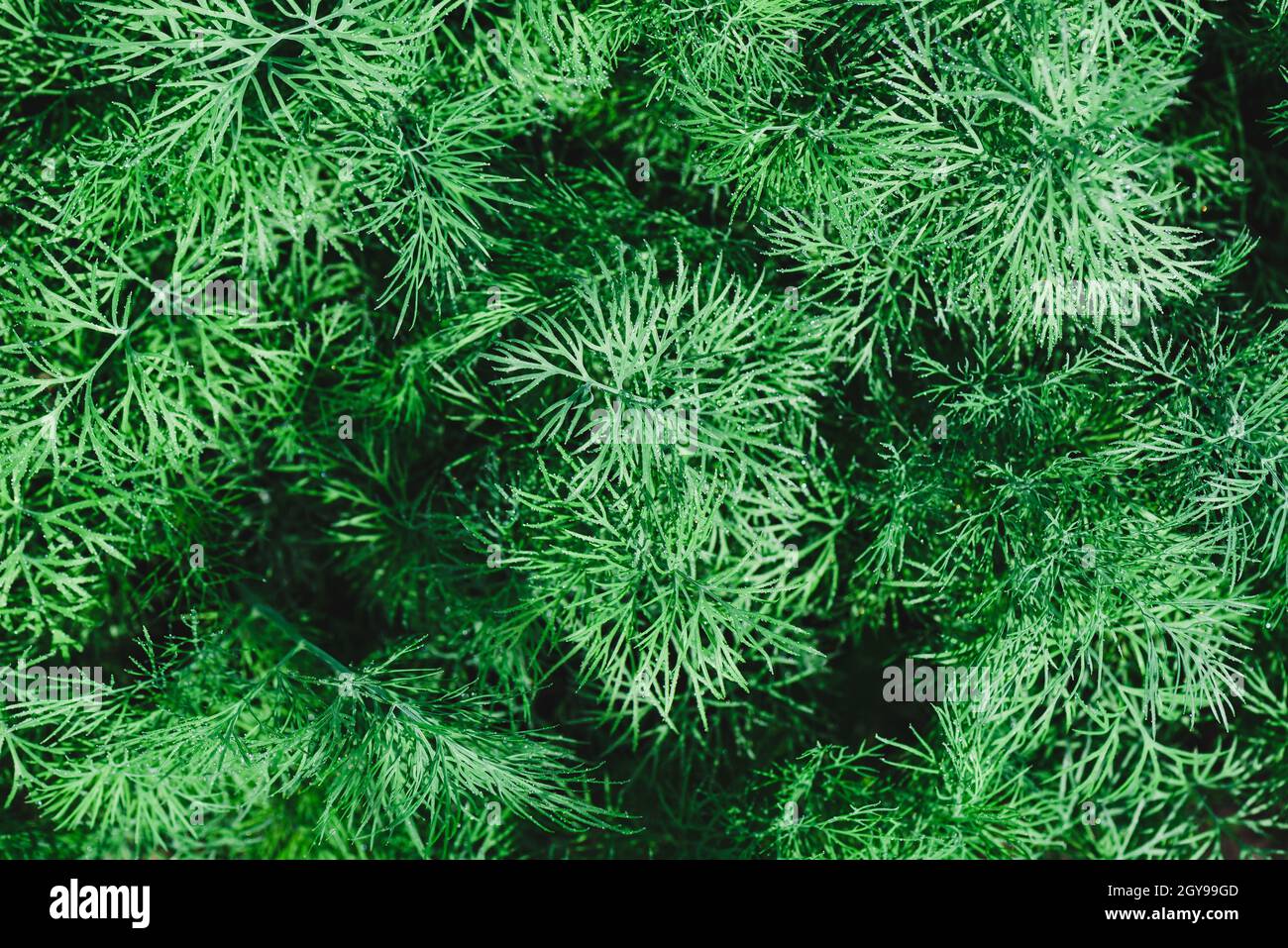 Fresh Dill with Water Drops on Leaves in Vegetable Garden. View from ...