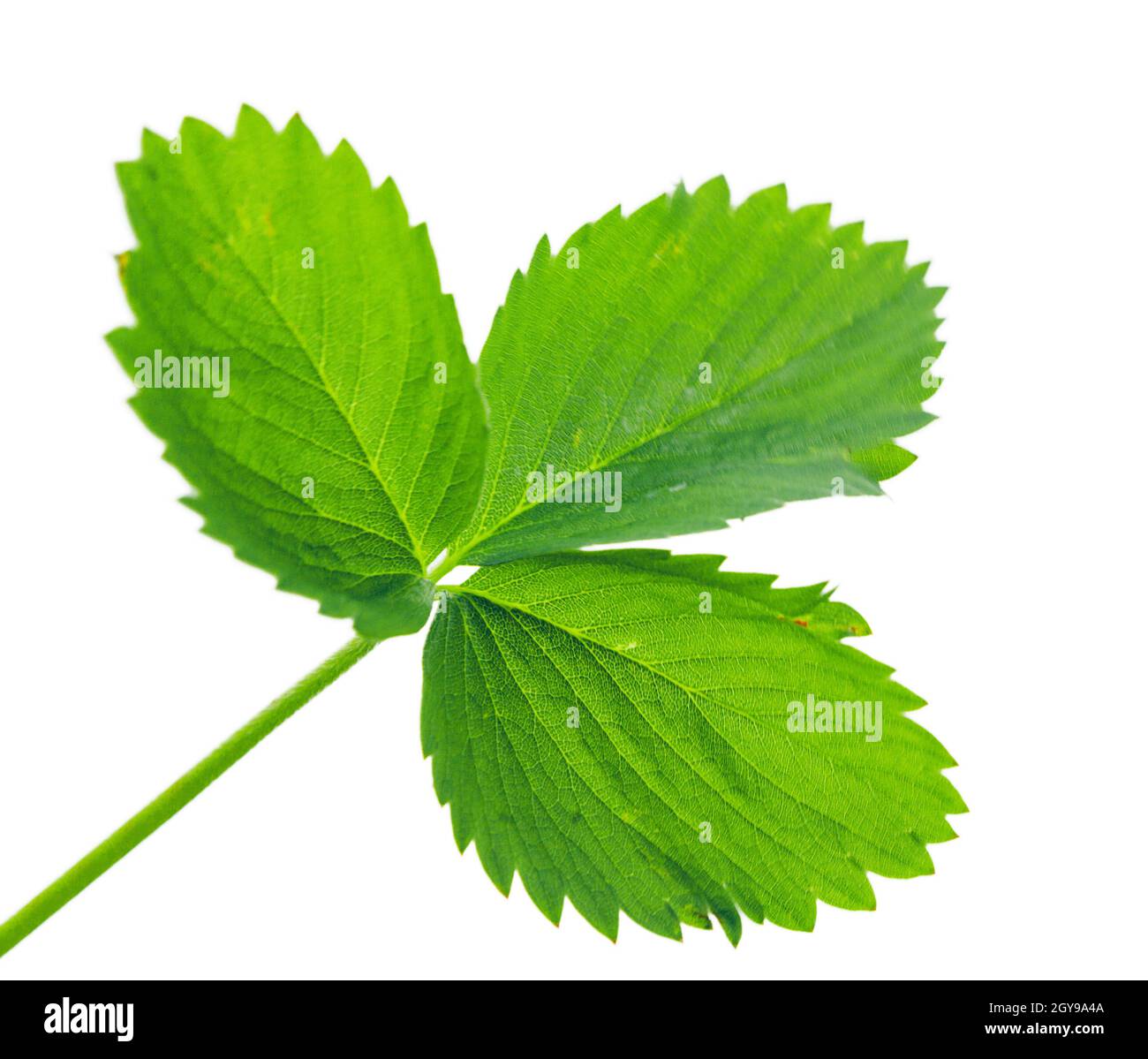 Green strawberry plant leaf isolated on white background Stock Photo ...