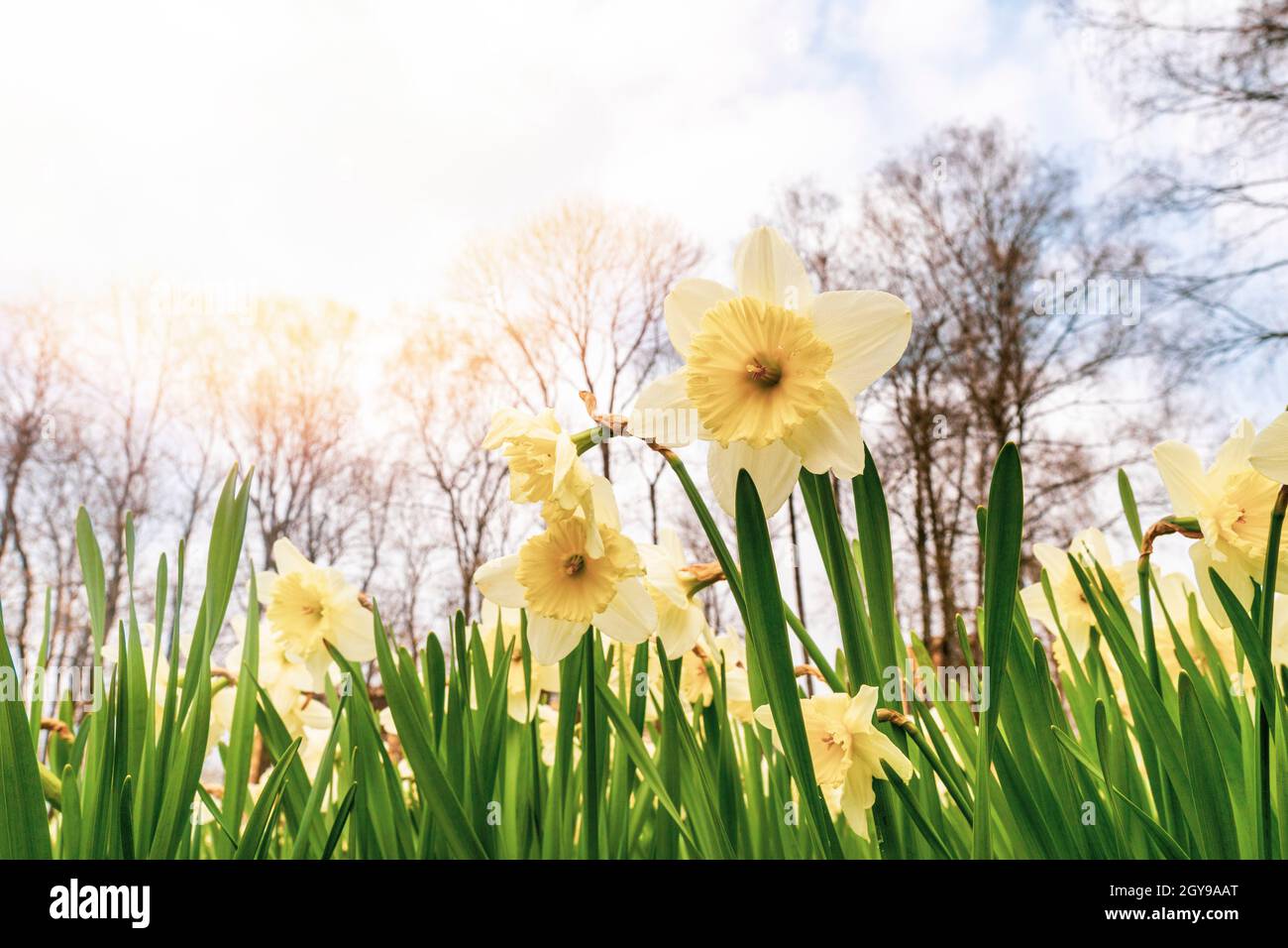 The first spring flowers of daffodils on a flower bed in the city park ...