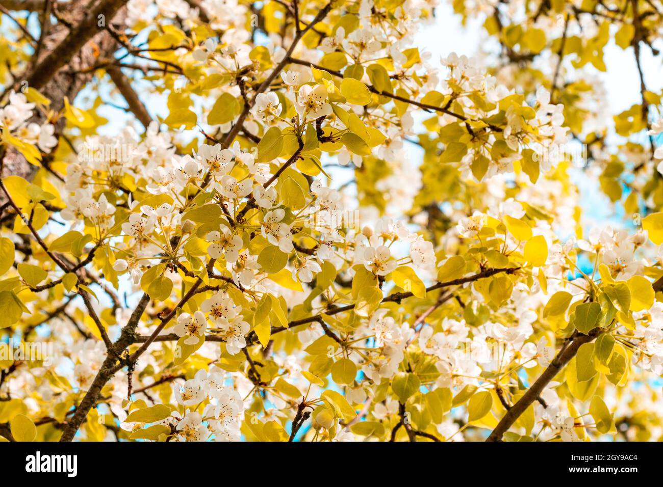 Spring blossom background. Beautiful nature scene with blooming tree ...