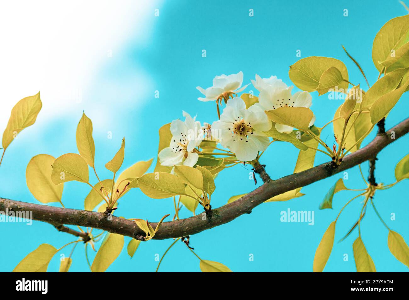 Spring blossom background. Beautiful nature scene with blooming branch ...