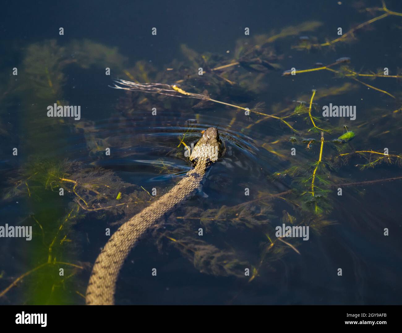 Top view of snake hi-res stock photography and images - Alamy