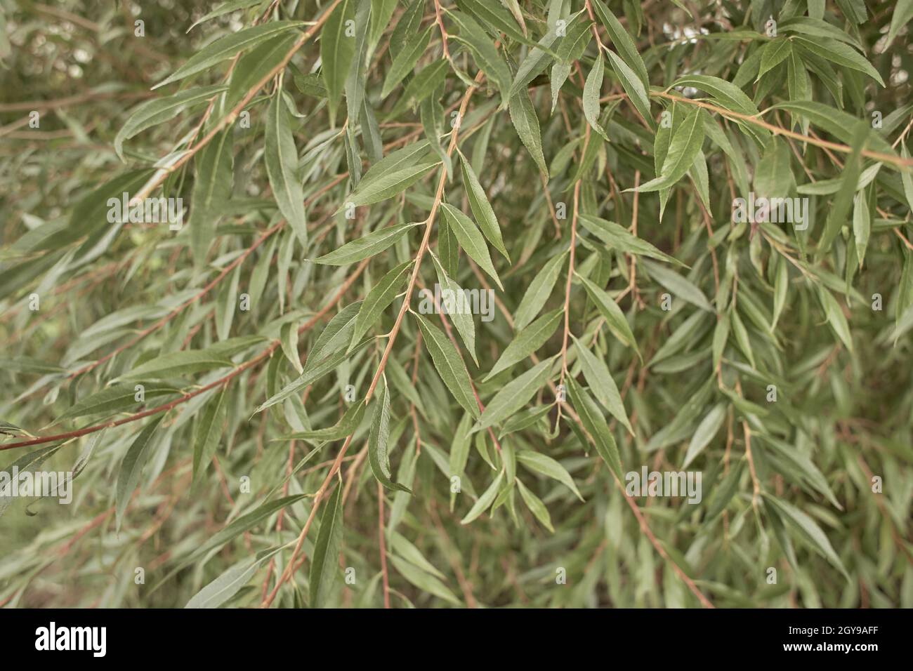 Summer Foliage of a Coyote Willow Tree (Salix exigua) Growing in a ...