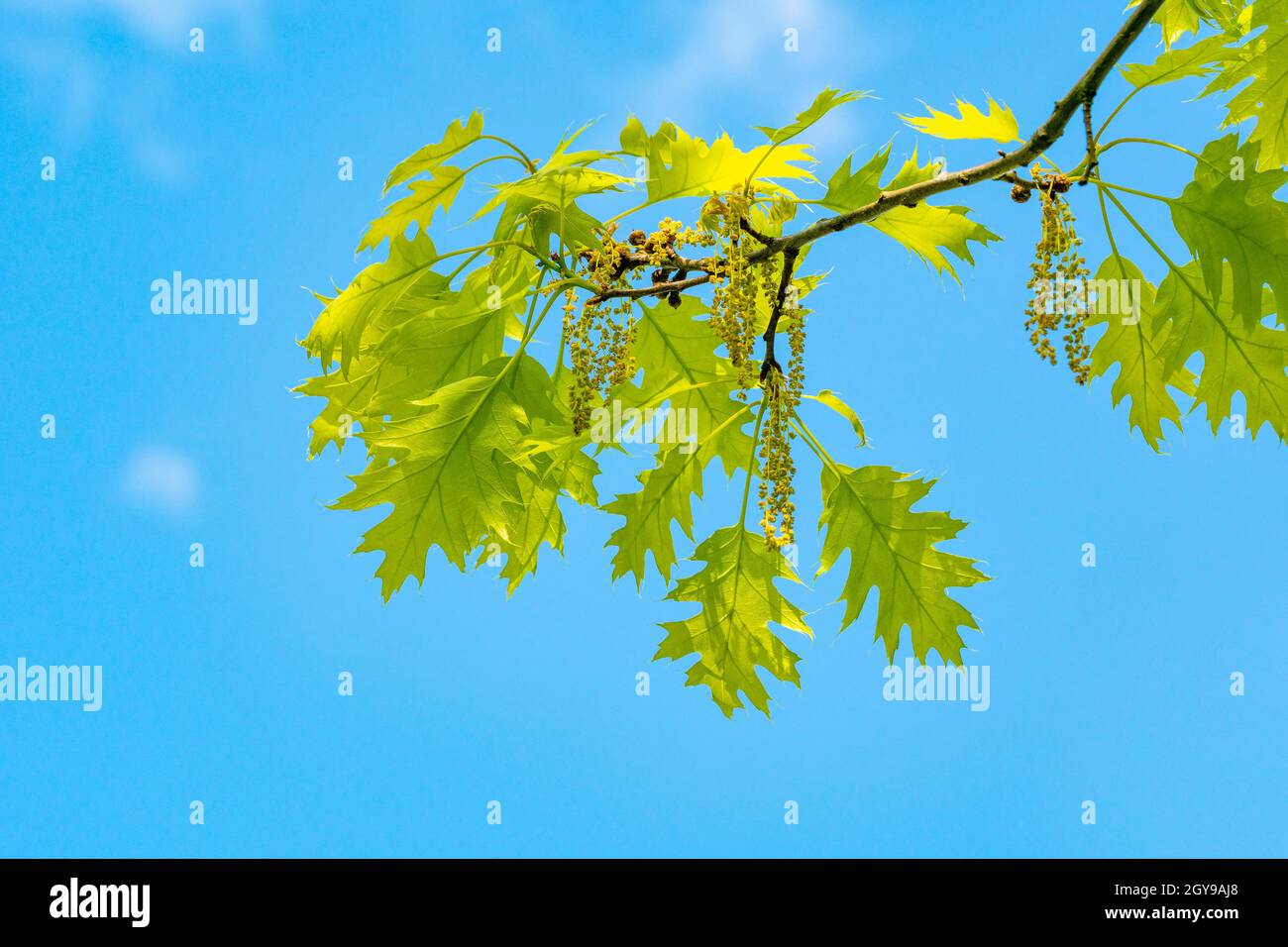 Spring tree branches against the blue sky on the nature Stock Photo - Alamy