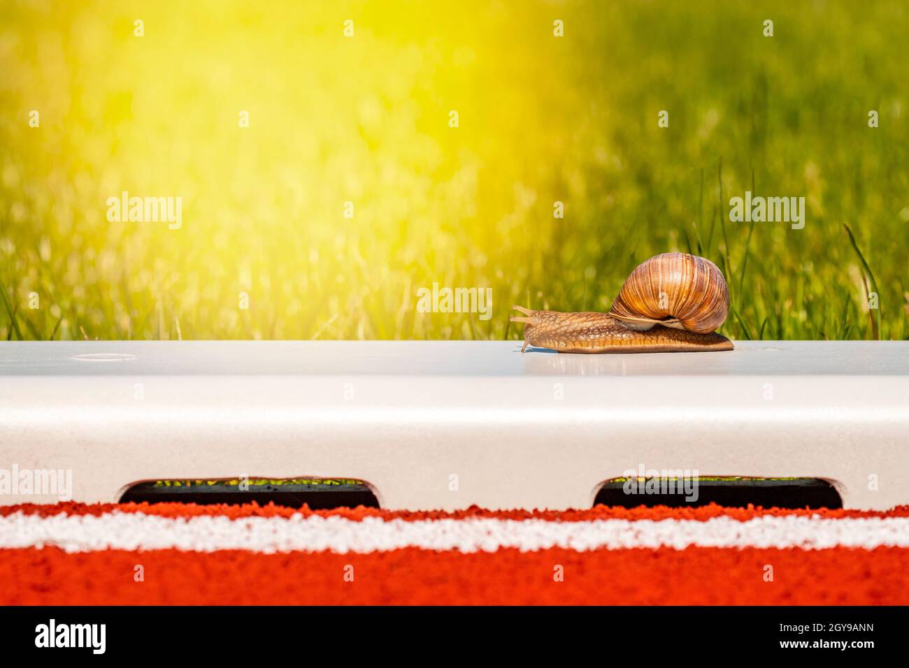 Snail ready for competition in stadium. It's slow, but it's fast Stock ...