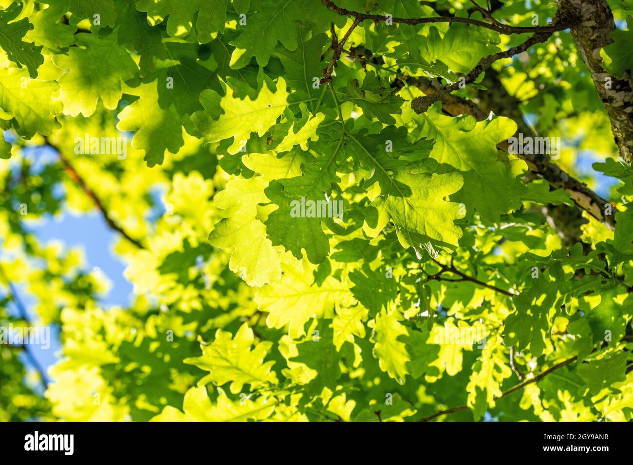 Green oak leaves on a tree in the sunlight Stock Photo - Alamy