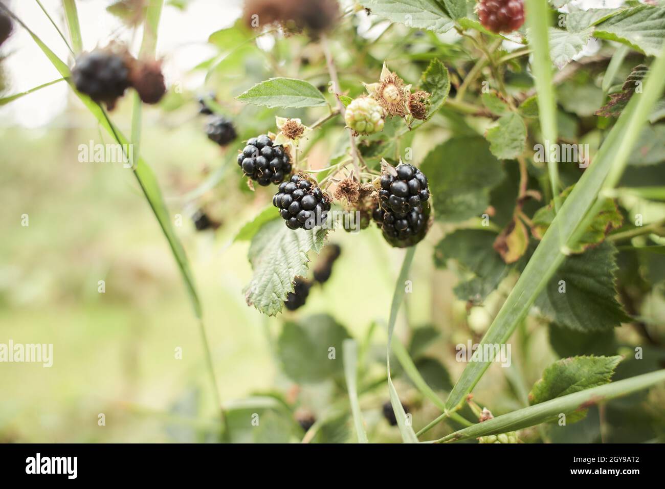 Cumberland black raspberry berry hi-res stock photography and images ...