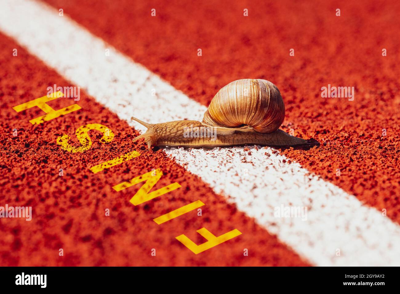 Snail crosses the finish line alone as winner. The concept of ...