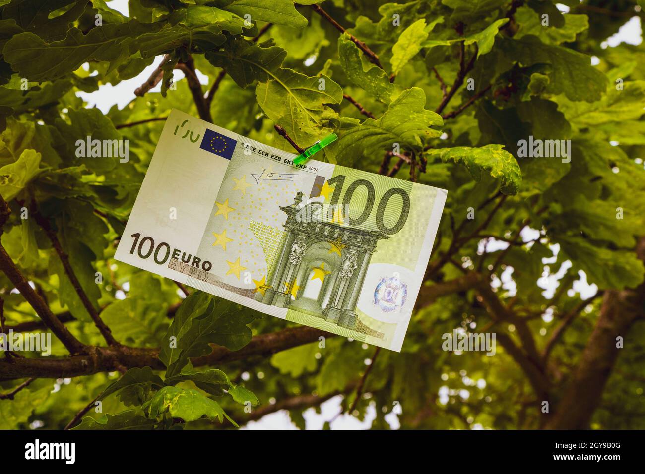 One hundred Euro bill on the tree. Money Does Grow on Trees ...