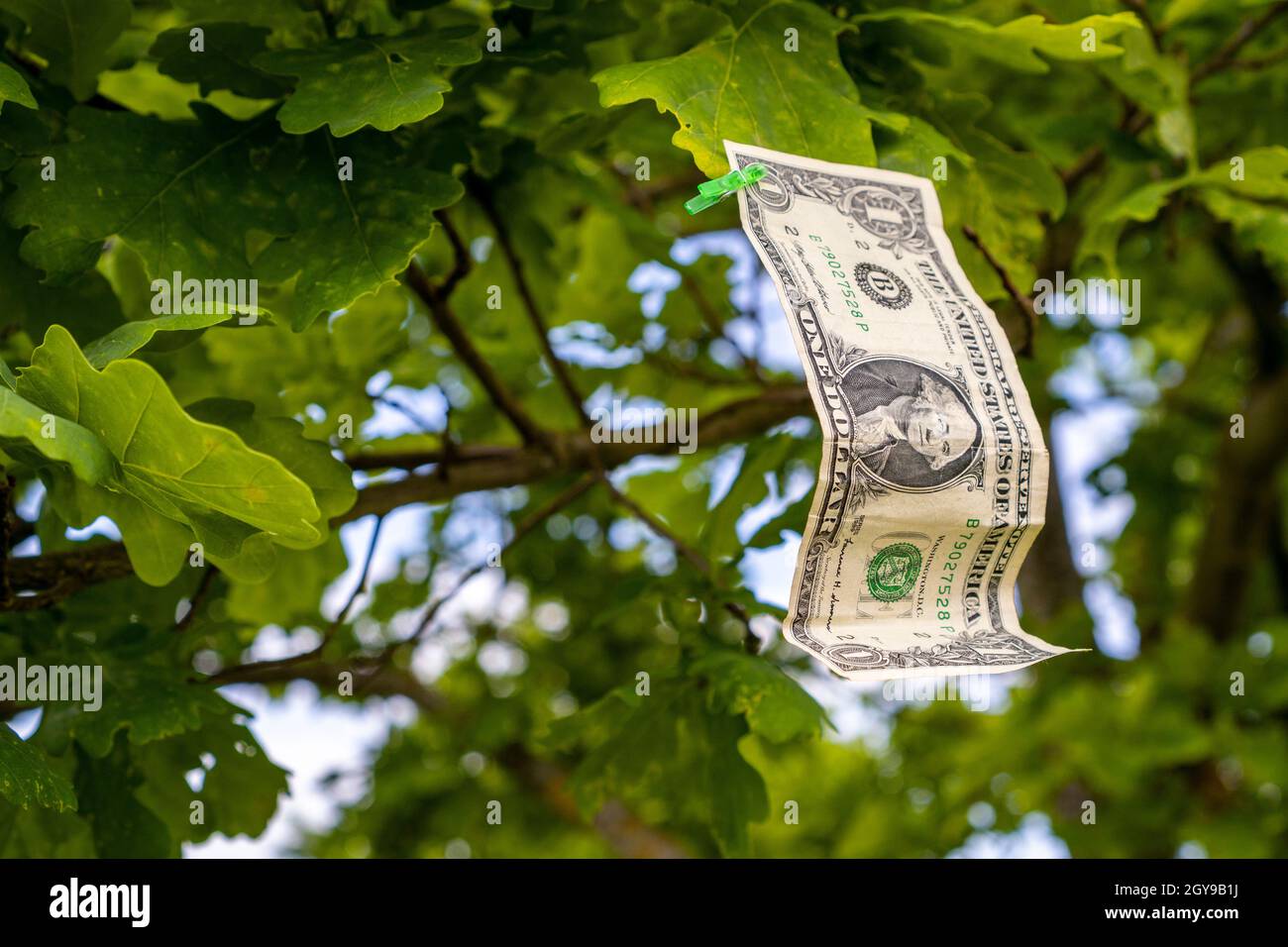 One dollar bill on the tree. Money Does Grow on Trees - conceptual ...