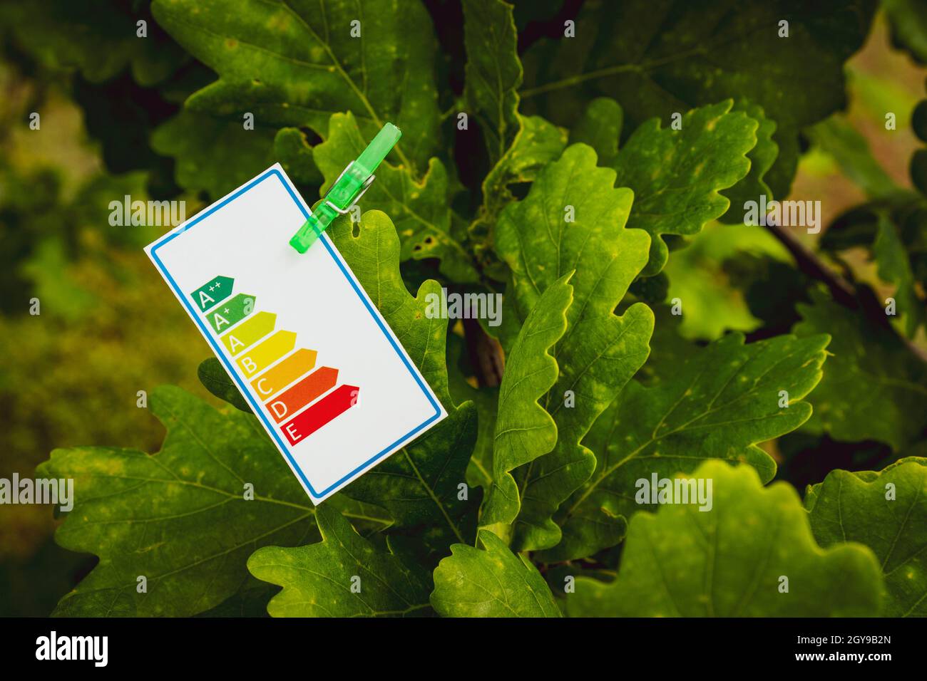 Energy efficiency concept with energy rating chart pinned on a tree ...