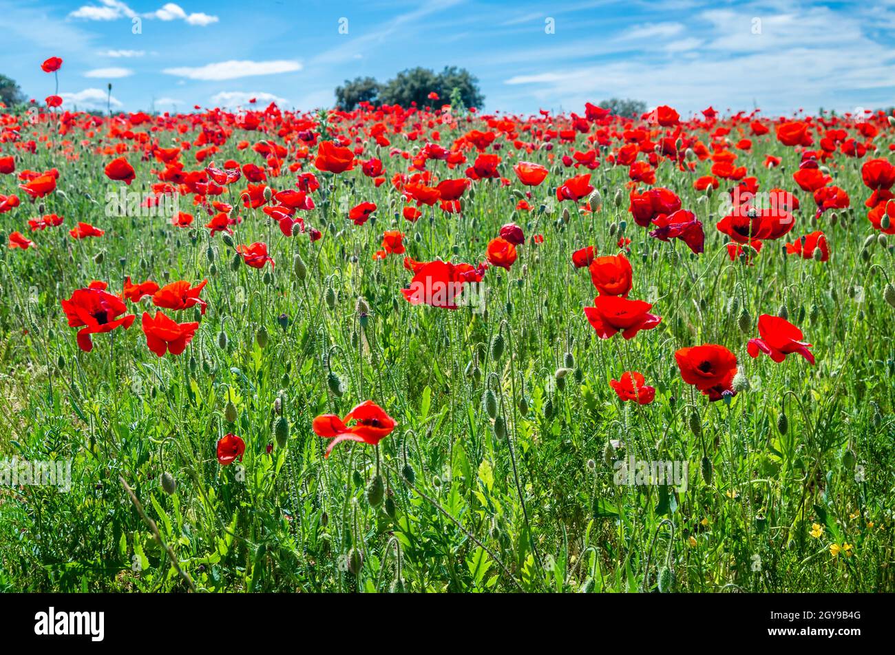 Spring landscape with blooming red poppies in a field in Castilla La ...