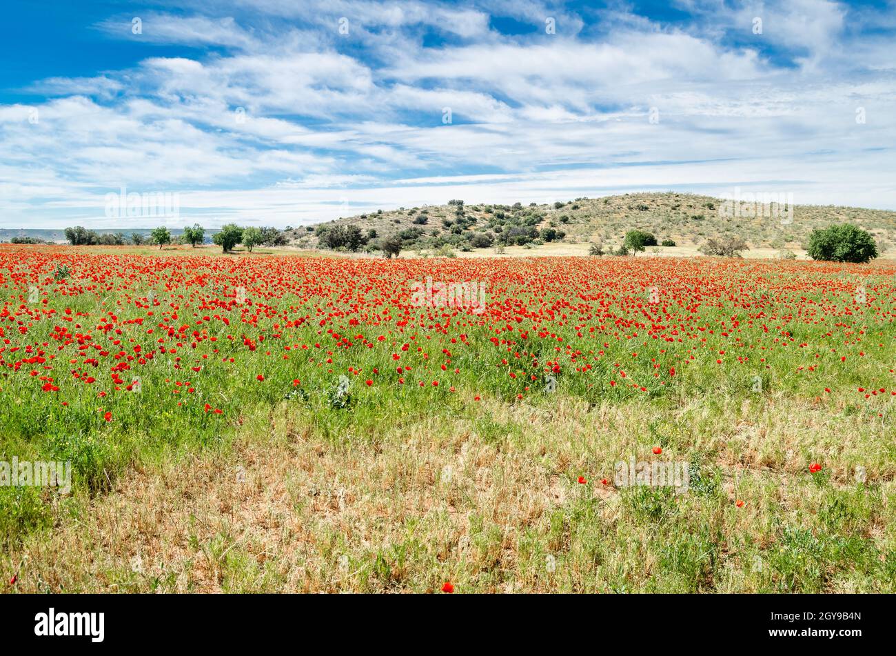 Spring landscape with blooming red poppies in a field in Castilla La ...