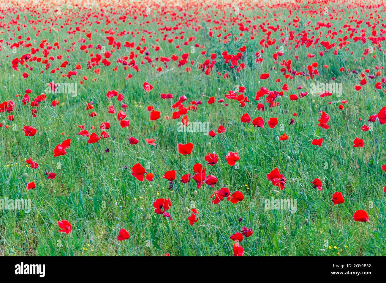 Spring landscape with blooming red poppies in a field in Castilla La ...