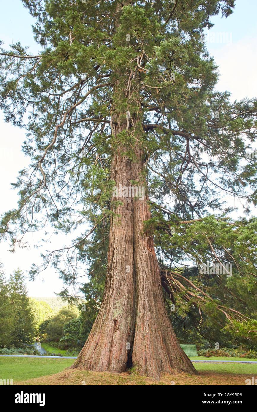 High Pine in the Forest. Close-up of a tree. The bark of a tree close ...