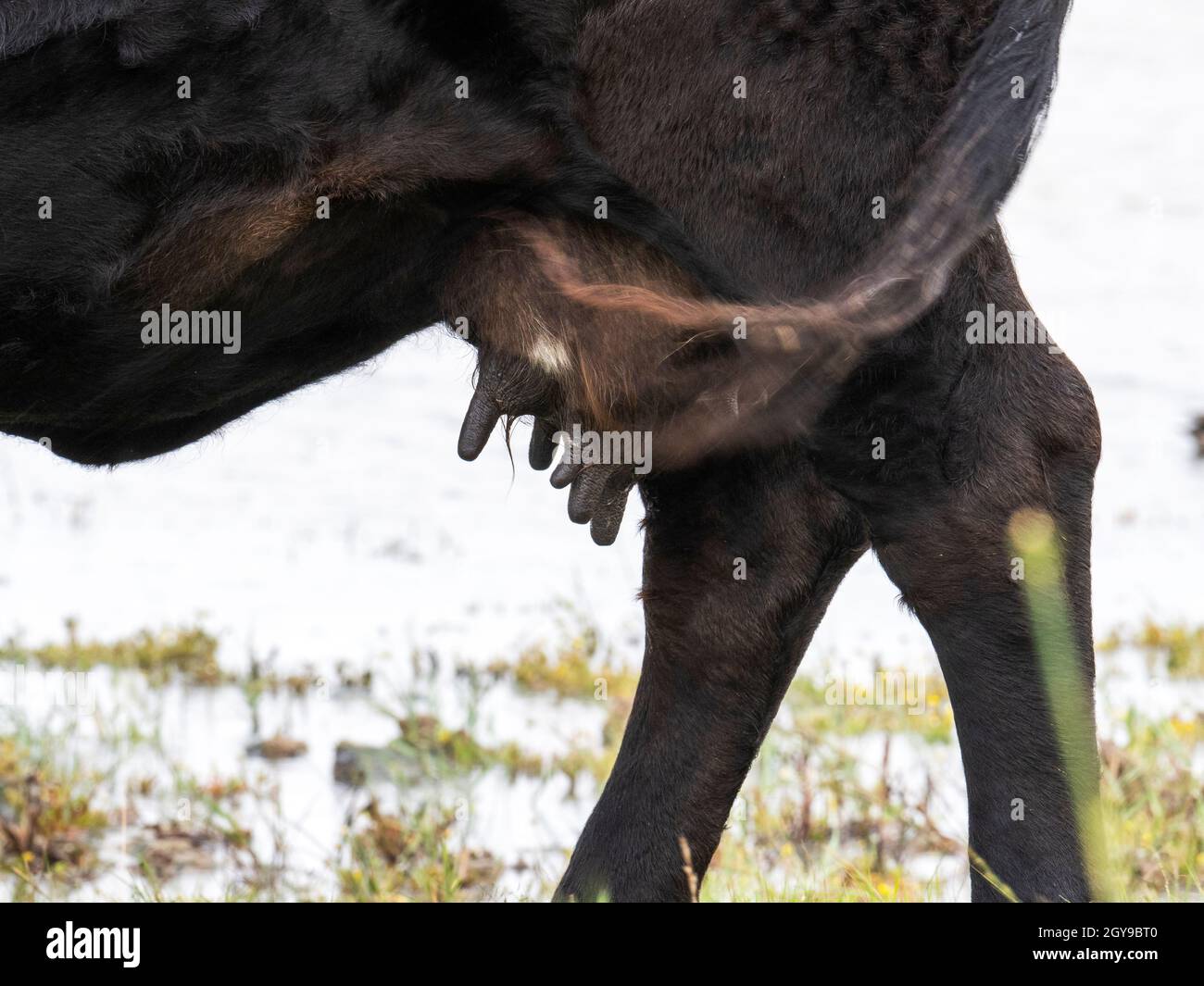 A black cows udder, norfolk, UK Stock Photo - Alamy
