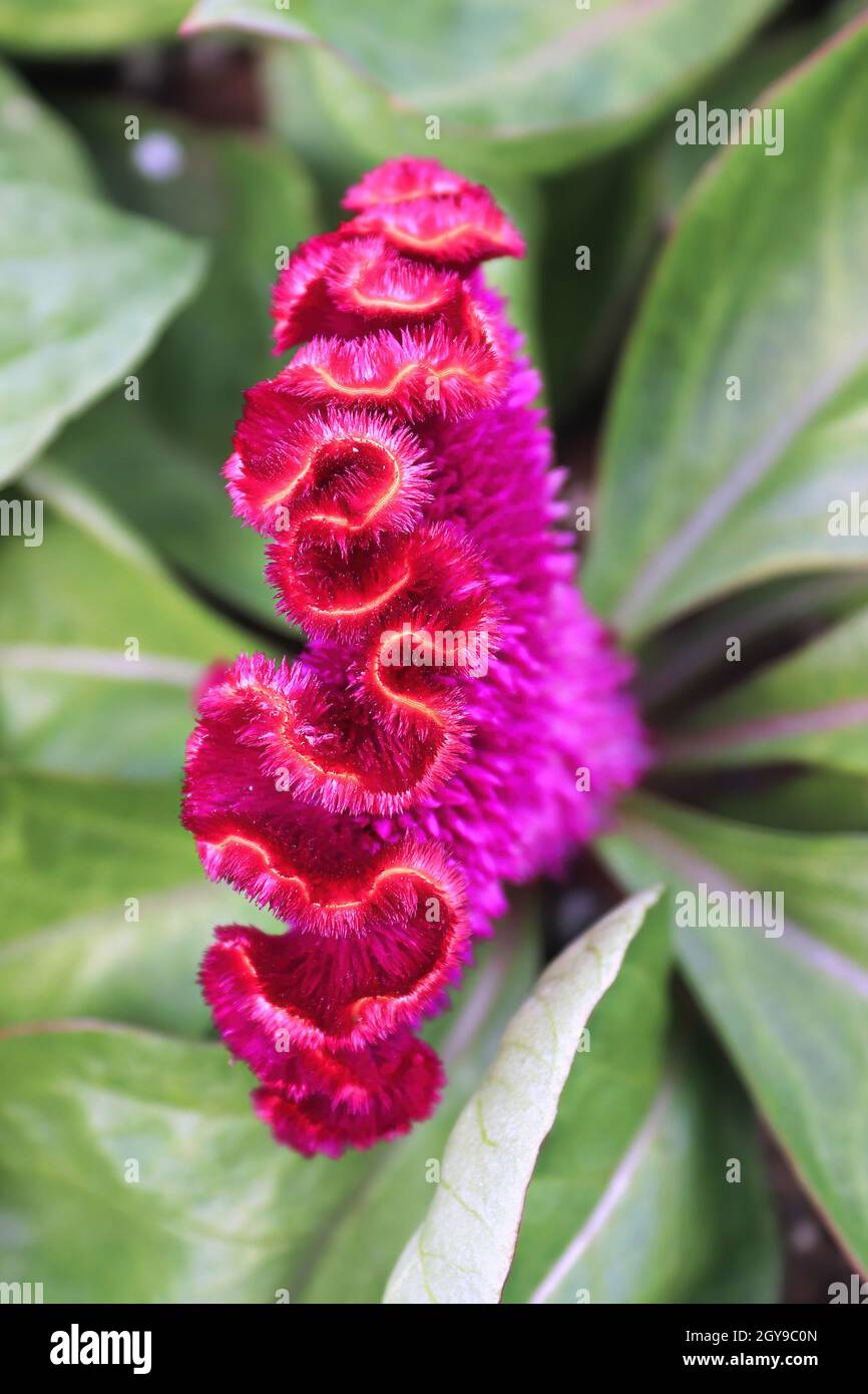 Fan like flowers High Resolution Stock Photography and Images - Alamy