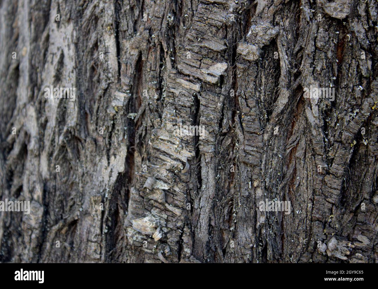 Closeup of texture background of an old oak tree bark Stock Photo - Alamy