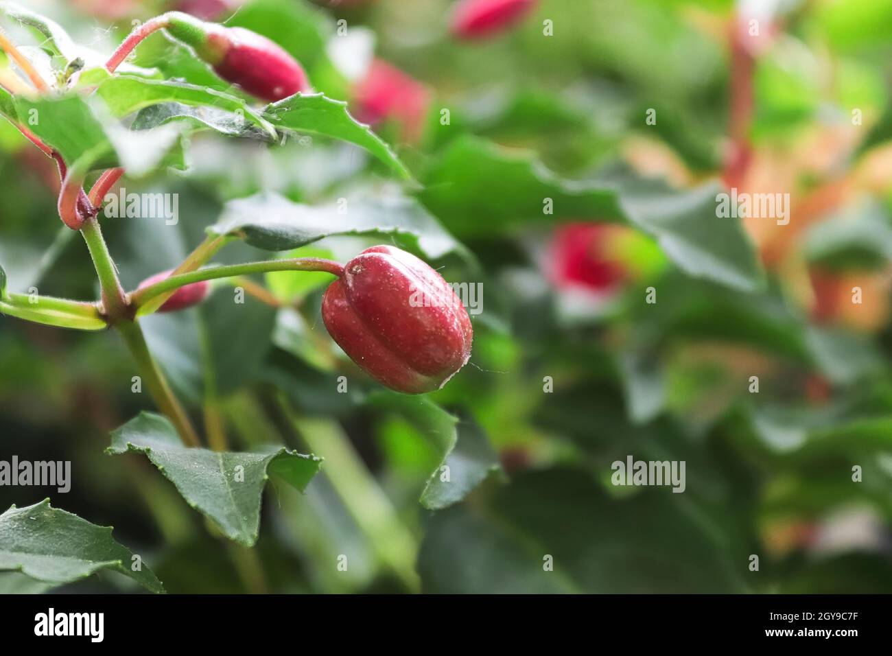 A fuchsia plant full of ripening seed pods Stock Photo - Alamy