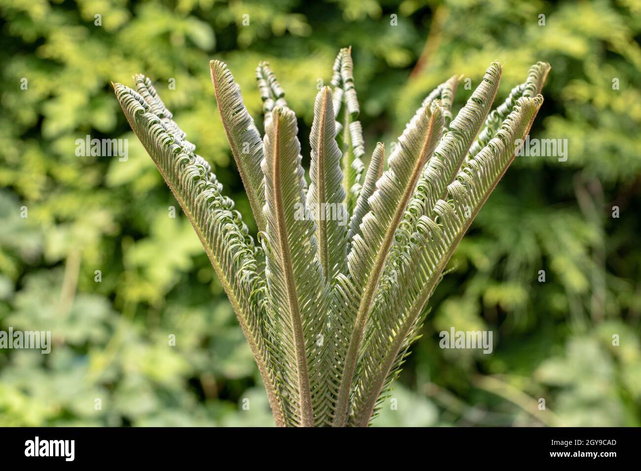 Palm background. Closeup of fresh green leaves of a japanese Sago palm ...