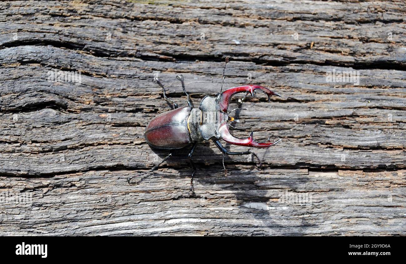 Phalacrognathus muelleri hi-res stock photography and images - Alamy