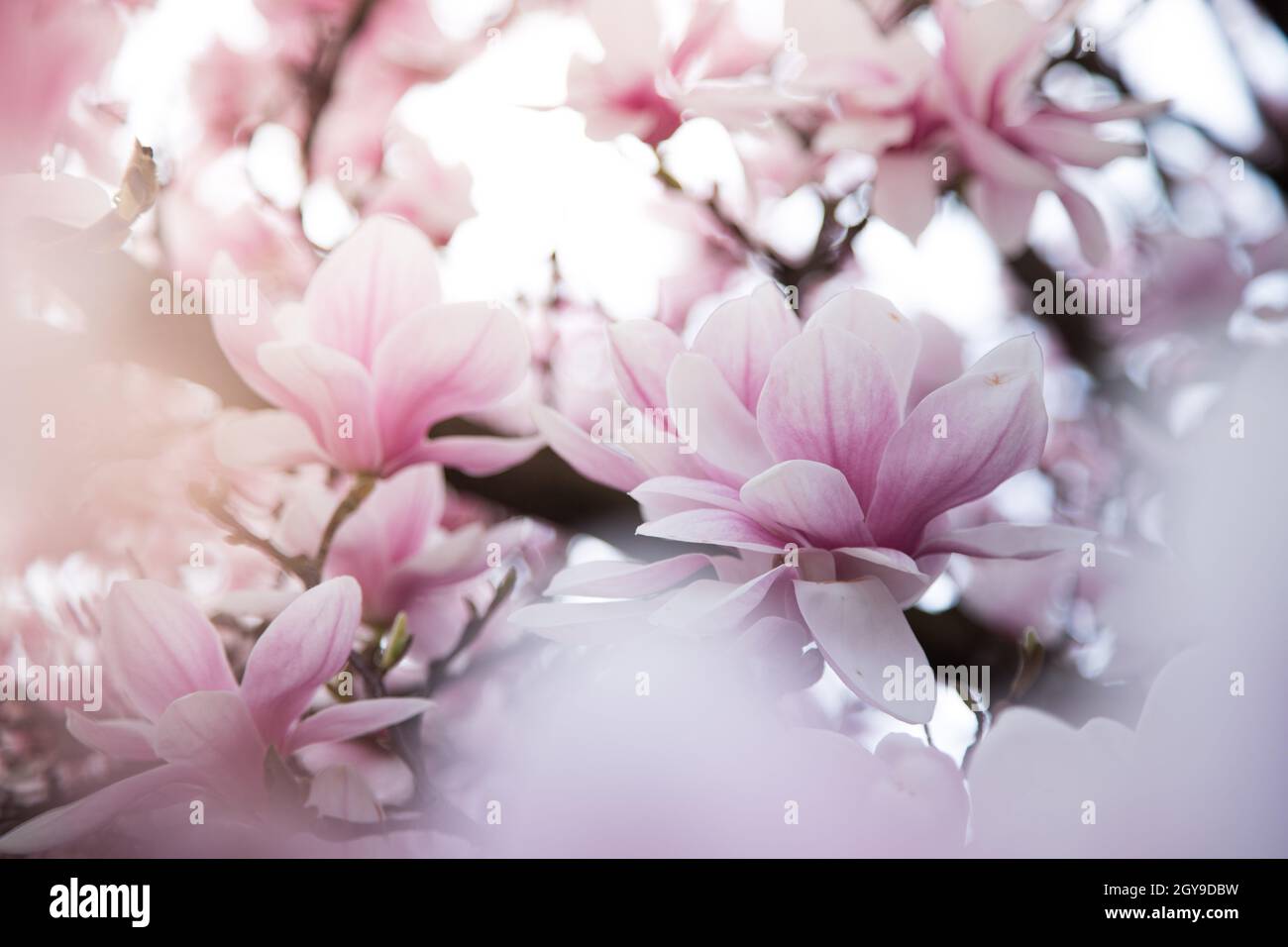 Rose pink spring magnolia blooms hi-res stock photography and images ...