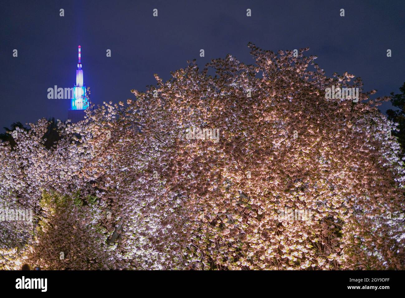 Full bloom of the cherry tree and the Shinjuku high-rise building ...