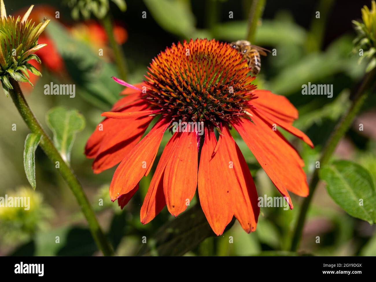 Flowers of Echinacea - an herb stimulating the immune system Stock ...