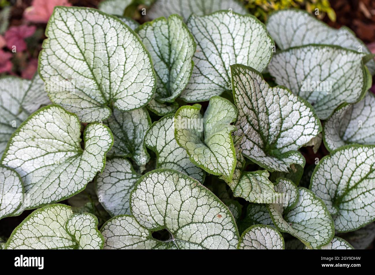 Heartleaf brunnera, Siberian bugloss ( Brunnera macrophylla 'Jack Frost ...