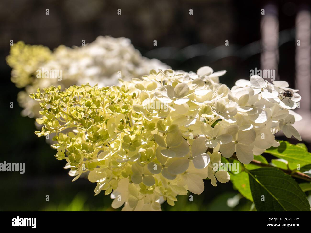 Ortensia hydrangea hi-res stock photography and images - Alamy