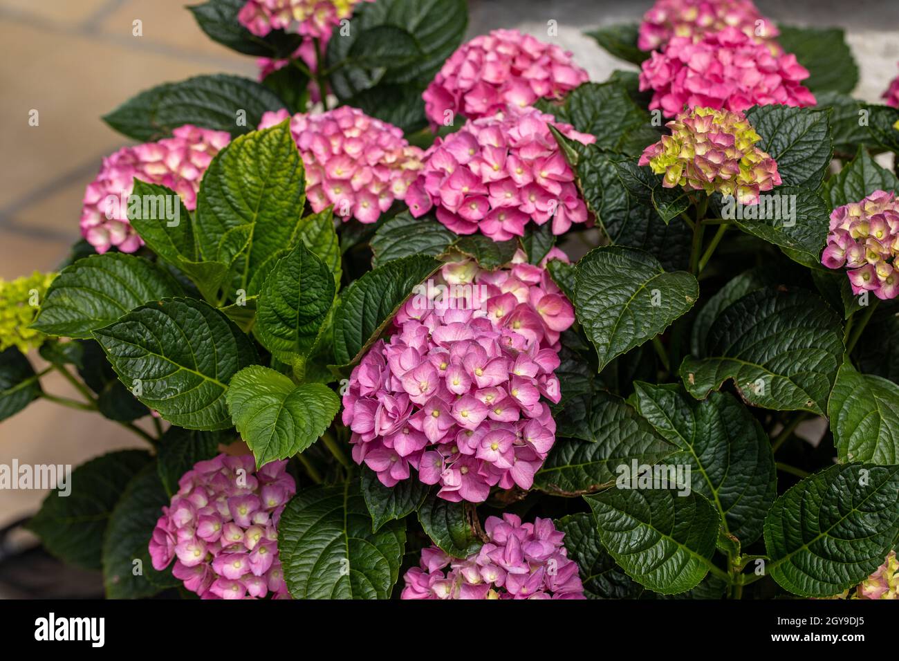 Inflorescence of a pink hydrangea hi-res stock photography and images ...