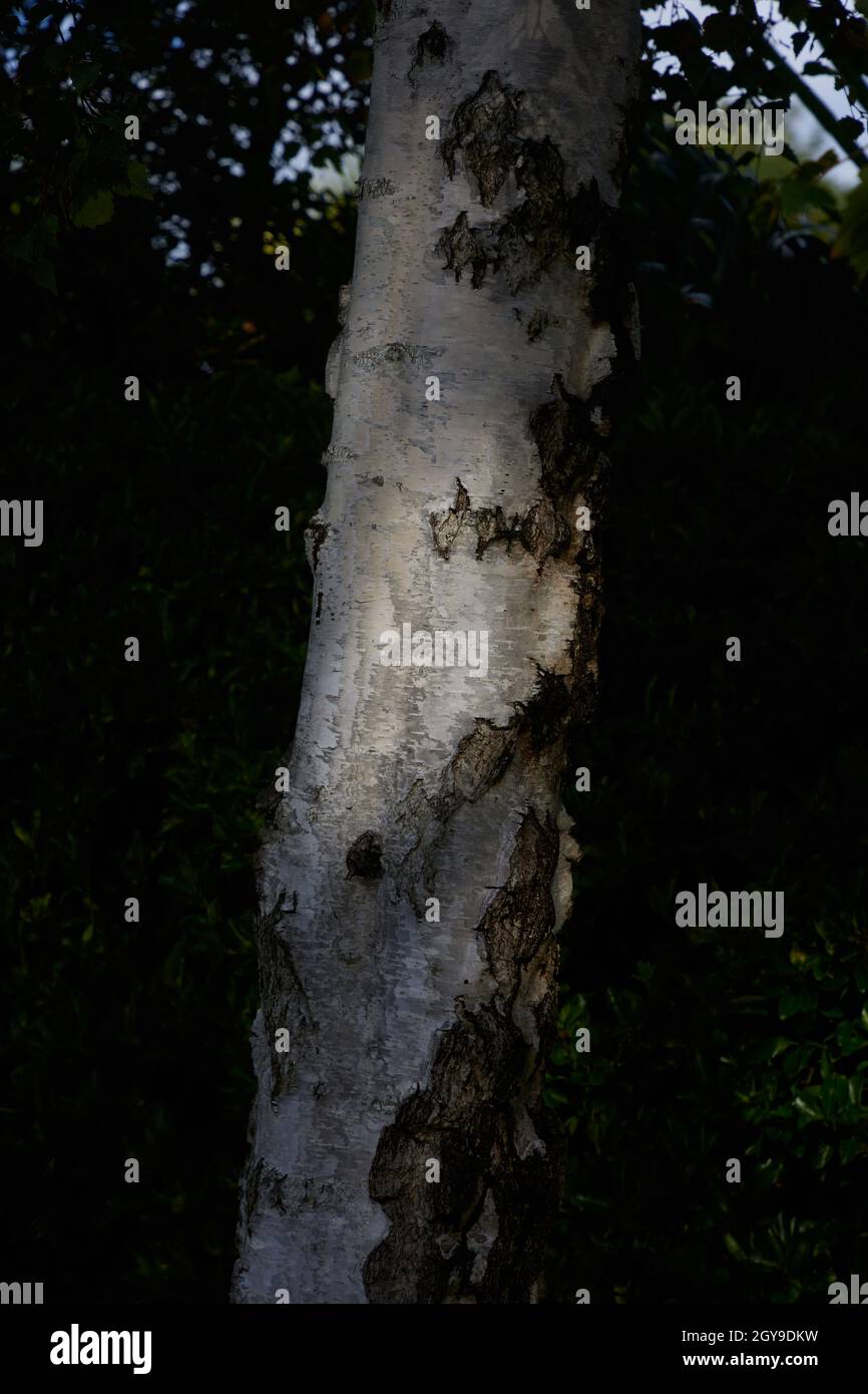 Forms of plant anatomy hi-res stock photography and images - Alamy